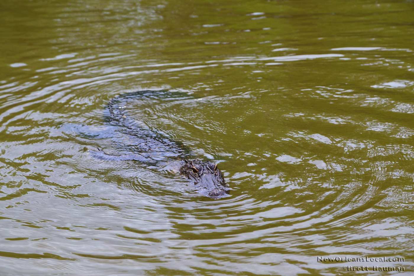 Alligators In Our Swamps | Louisiana Tour Company