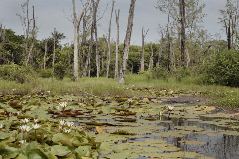 Cajun Connections: How Wetlands Shaped Louisiana Culture | Louisiana ...