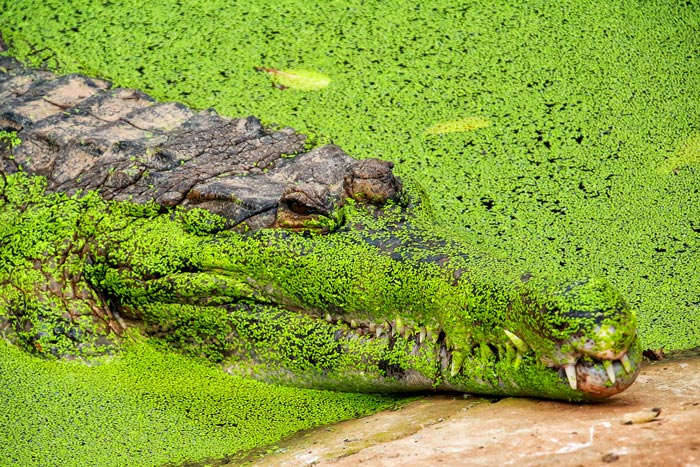 Do Alligators Hibernate? What Really Happens In The Swamp When Fall ...
