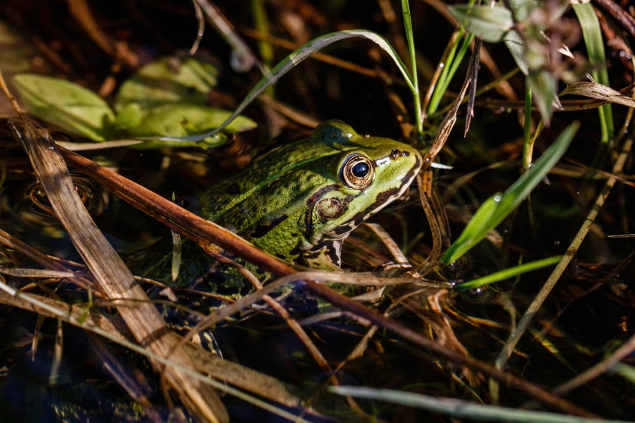 10 Creatures You Might See In The Bayou (Besides Gators) | Louisiana ...